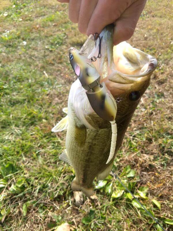 Spirebuzz™ RatStrike - 5 PCS SET – SpireBuzz